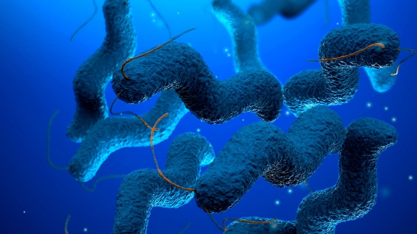Campylobacter Intervention - BIG - A Climate Technology Company