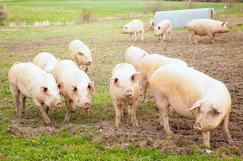 Controlled Atmosphere Stunning - BIG - A Climate Technology Company